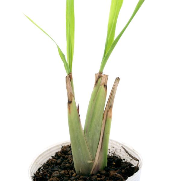 観葉植物　_gardening　gardening　ガーデニング　ハーブ　苗　herbpot_series　レモングラス　虫よけ　虫除け　シトラール　Cymbopogon　flexuosus　レモンガヤ　コウスイガヤ　レモンソウ　メリッサグ...
