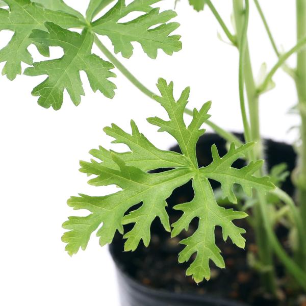 観葉植物　_gardening　ガーデニング　ハーブ　苗　herbpot_series　マロウ　ジャコウアオイ　ムスク　植物　植物生体　ガーデニング生体　Malva　moschata　アオイ科ゼニアオイ属　育て方　育成方法　栽培方法　耐寒性...