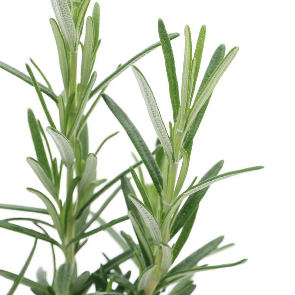 （観葉植物）　観葉植物　_gardening　ガーデニング　ハーブ　苗　herbpot_series　ローズマリー　Rosmarinus　officinalis　マンネンロウ　シソ科マンネンロウ属　常緑性低木　育て方　育成方法　栽培方法　o...