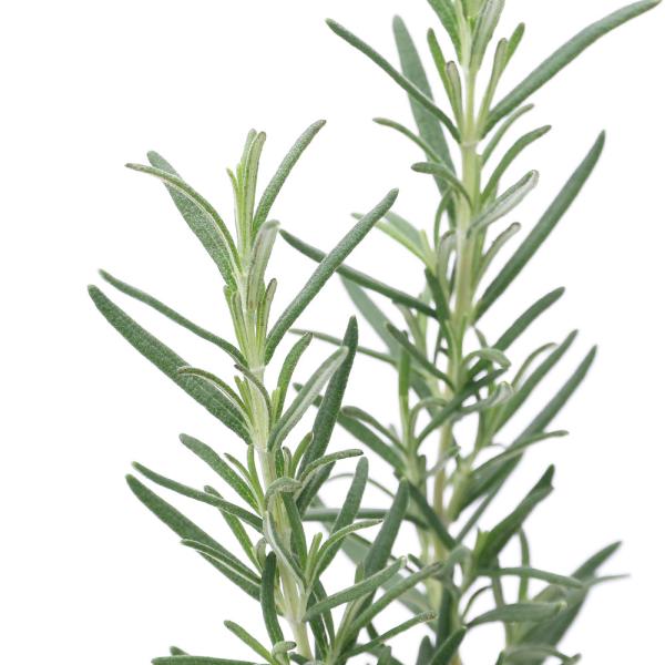 観葉植物　_gardening　ガーデニング　ハーブ　苗　herbpot_series　ローズマリー　Ｒｏｓｍａｒｉｎｕｓ　Ｏｆｆｉｃｉｎａｌｉｓ　マンネンロウ　シソ科マンネンロウ属　常緑性低木　地中海沿岸地方　ハイセイ　這性　育て方　育成...