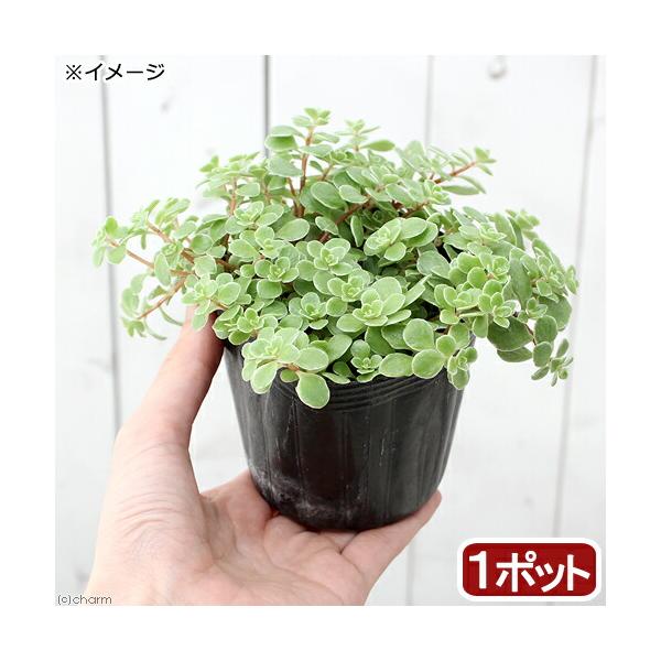 _gardening　gardening　ガーデニング　山野草　セダム　Ｓｅｄｕｍ　makinoi　植物　植物生体　ガーデニング生体　20180419　NO　ベンケイソウ　育て方　育成方法　栽培方法　管理方法　苗　マンネングサ　マルバマンネ...