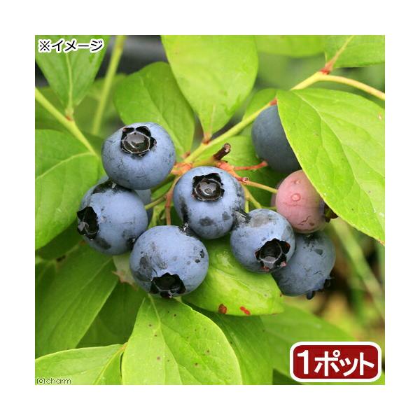 ガーデニング　_gardening　苗　鉢植え　ポット　ガーデニング生体　育て方　育成方法　管理方法　栽培方法　植物　植物生体　090list　果樹　苗　果樹苗　苗木　ブルーベリー　ブルーベリー苗　blueberryitem_series　...