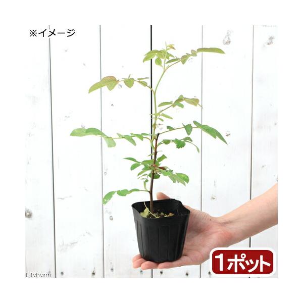 ガーデニング　_gardening　苗　鉢植え　ポット　ガーデニング生体　育て方　育成方法　栽培方法　管理方法　植物　植物生体　090list　ハーブガーデン　種類　寄せ植え　花壇　効能　使い方　用途　バラ　バラ苗　薔薇　Rosa　pomi...