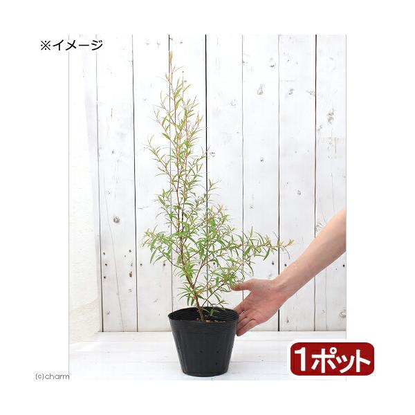 ガーデニング　観葉植物　ハーブ　メラレウカ　レプトスペルマム　Melaleuca　Leptospermum　ティーツリー　ティツリー　ティートゥリー　レモンティーツリー　香りセット　虫除け　musikonai_pio　mushiyoke_p...