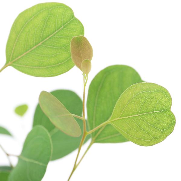 _gardening　ガーデニング　ハーブ　苗　ユーカリ　フラワーアレンジ　切花　切り花　ドライフラワー　観葉植物　シルバーリーフ　フレッシュナー　鉢植え　ポット　ガーデニング生体　育て方　育成方法　栽培方法　管理方法　植物　植物生体　09...