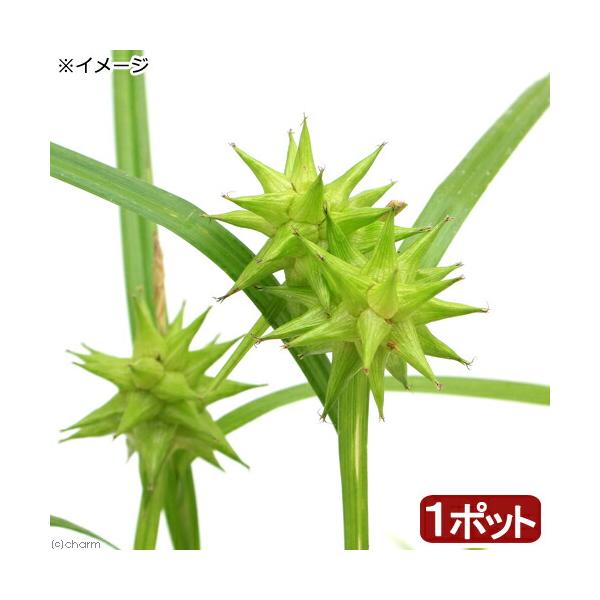 Carex　grayi　イガグリスゲ　ガーデニング　_gardening　苗　鉢植え　ポット　ガーデニング生体　育て方　育成方法　栽培方法　管理方法　植物　植物生体　090list　山野草　20180613　ＮＯ　カレックス　グライ　毬栗ス...