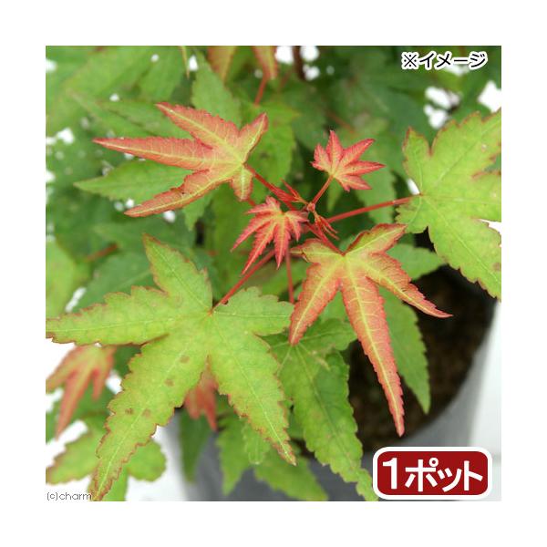 kotenplant　_gardening　観葉植物　苗　鉢植え　ポット　ガーデニング生体　育て方　育成方法　栽培方法　管理方法　植物　植物生体　090list　植木　種類　剪定　園芸　山野草　モミジ　紅葉　椛　イロハモミジ　色葉もみじ　苗...