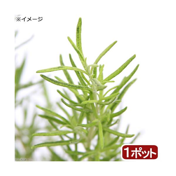 _gardening　gardening　ガーデニング　ハーブ　苗　herbpot_series　20180629　NO　ローズマリー　Rosemary　Golden　Rain　鉢植え　ポット　ガーデニング生体　育て方　育成方法　栽培方法　...