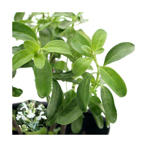 観葉植物　ガーデニング　_gardening　苗　鉢植え　ポット　ガーデニング生体　育て方　育成方法　栽培方法　管理方法　植物　植物生体　090list　ハーブ　チェリーセージ　サルビア　セージ　サルビアグレッギー　サルビアミクロフィラ　オ...