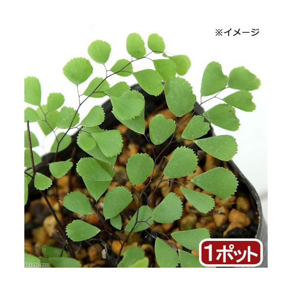 _gardening　山野草　観葉植物　園芸　ガーデニング　ビバリウム　アクアテラリウム　テラリウム　パルダリウム　着生シダ　しだ　羊歯植物　シダ植物　Ａｄｉａｎｔｕｍ　ｍｏｎｏｃｈｌａｍｙｓ　ホウライシダ　ハコネシダ　ホウライシダ科　ホウ...