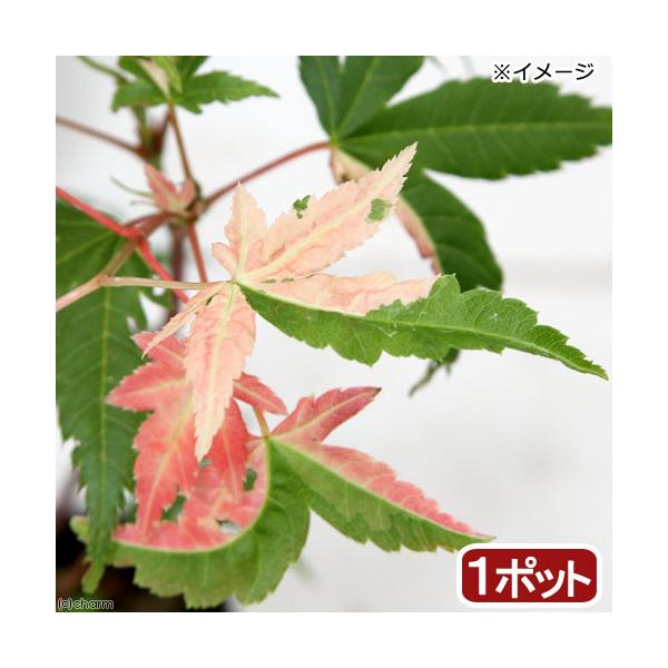 kotenplant　_gardening　観葉植物　苗　鉢植え　ポット　ガーデニング生体　育て方　育成方法　栽培方法　管理方法　植物　植物生体　植木　種類　剪定　園芸　山野草　モミジ　紅葉　椛　イロハモミジ　色葉もみじ　苗木　カエデ　楓　...