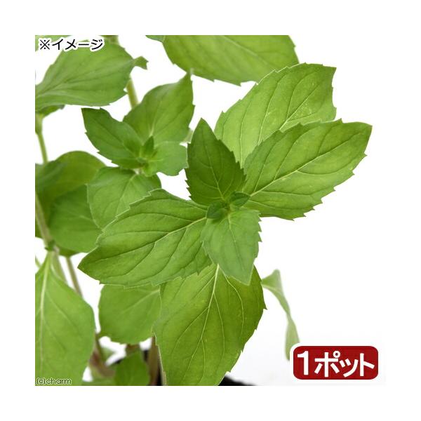 _dog　ガーデニング　_gardening　苗　鉢植え　ポット　ガーデニング生体　育て方　育成方法　栽培方法　管理方法　植物　植物生体　090list　ハーブガーデン　種類　寄せ植え　花壇　効能　使い方　用途　ワシュハッカ　和種薄荷　水辺...