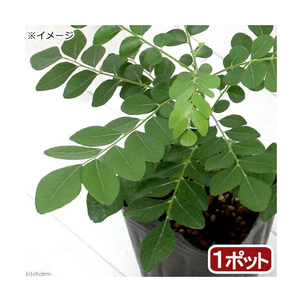 ハーブ　苗　herbpot_series　観葉植物　ガーデニング　_gardening　鉢植え　ポット　ガーデニング生体　育て方　育成方法　栽培方法　管理方法　植物　植物生体　090list　カレーノキ　カレーの木　オオバゲッキツ　ナンヨウ...