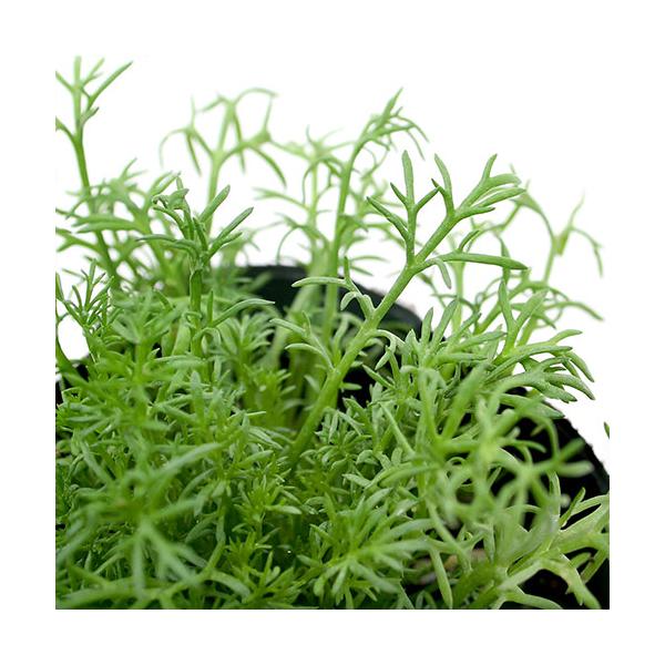 _gardening　ガーデニング　ハーブ　苗　herbpot_series　ローマン　カモミール　カモマイル　Chamaemelum　nobile　'Flore　Pleno'　Roman　chamomile　Double　Flower　フ...