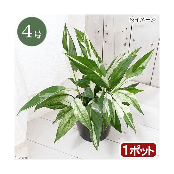 _hachu　_kame　ビバリウム　アクアテラリウム　パルダリウム　サトイモ　仏炎苞　Spathiphyllum　ガーデニング　_gardening　苗　鉢植え　ポット　ガーデニング生体　育て方　育成方法　栽培方法　管理方法　植物　植物生...