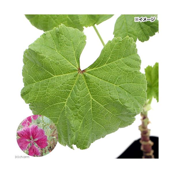_gardening　ガーデニング　ハーブ　苗　herbpot_series　マロウ　コモン　マロウコモン　コモンマロウ　コモン・マロウ　ウスベニアオイ　植物　植物生体　ガーデニング生体　猫用品　犬用品　サプリメント　猫草　Malva　sy...