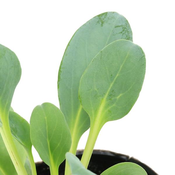 gardening　ガーデニング　ハーブ　苗　herbpot_series　2019　オイスターリーフ　_gardening　鉢植え　ポット　ガーデニング生体　育て方　育成方法　栽培方法　管理方法　植物　植物生体　090list　観葉植物　...