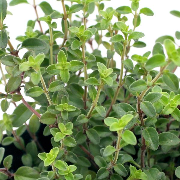 _gardening　ガーデニング　ハーブ　苗　herbpot_series　猫用品　犬用品　サプリメント　Thymusserpyllum　育て方　育成方法　栽培方法　090list　観葉植物　Creeping　Thyme　ヨウシュイブキジ...