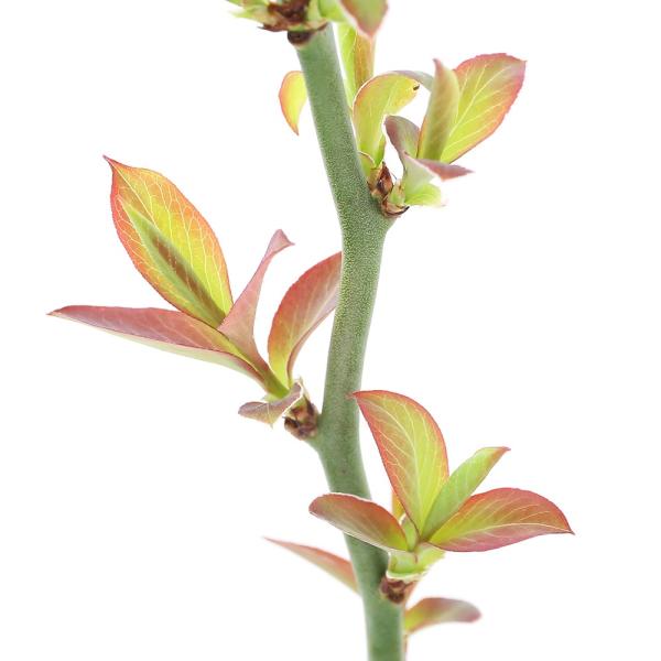 観葉植物　ガーデニング　園芸　果樹　果物　苗　果樹苗　ブルーベリー　ビルベリー　アントシアニン　育て方　育成方法　栽培方法　fruits_plant_series　Ｖａｃｃｉｎｉｕｍ　ａｓｈｅｉ　Ｔａｋａｈｅ　沼酸塊　ヌマスグリ　沼酢の木　...