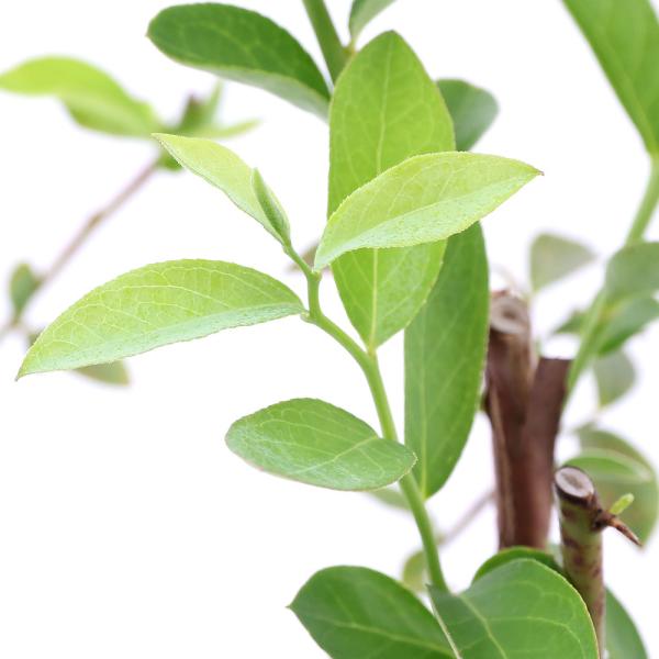 観葉植物　ガーデニング　園芸　果樹　果物　苗　果樹苗　ブルーベリー　ビルベリー　アントシアニン　育て方　育成方法　栽培方法　fruits_plant_series　20200930MI　Vaccinium　corymbosum　沼酸塊　ヌマ...