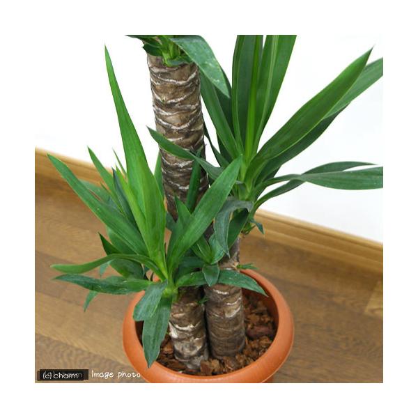 観葉植物　Oobachi　_gardening　ガーデニング　ドラセナ　ユッカ　リュウゼツラン　青年の木　青年の樹　ユッカエレファンティペス　Yucca　Elephantipes　20110804　HT　20110920　育て方　育成方法　...