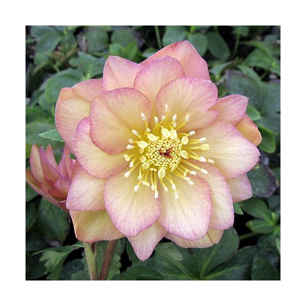 （観葉植物）　観葉植物　_gardening　花　苗　鉢花　鉢植え　ポット　クリスマスローズシリーズ　xmasrose_series　xmasrose_item　ヘレボルス　ヘレボラス　植物　ガーデニング生体　育て方　育成方法　栽培方法　冬...