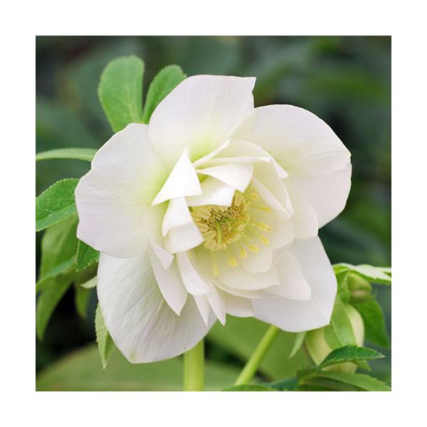 （観葉植物）　観葉植物　_gardening　花　苗　鉢花　鉢植え　ポット　クリスマスローズシリーズ　xmasrose_series　xmasrose_item　ヘレボルス　ヘレボラス　植物　ガーデニング生体　育て方　育成方法　栽培方法　冬...