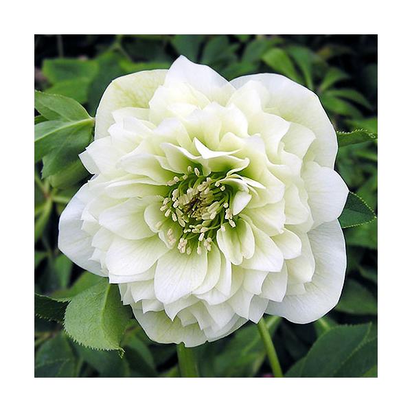 _gardening　花　苗　鉢花　鉢植え　ポット　クリスマスローズシリーズ　xmasrose_series　xmasrose_item　ヘレボルス　ヘレボラス　植物　ガーデニング生体　育て方　育成方法　栽培方法　冬の貴婦人　ハイブリッド　...