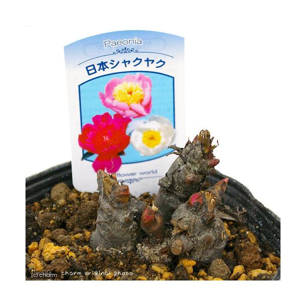 _gardening　観葉植物　ガーデニング　ハーブ　野菜　果物　emporio　all_plants　育て方　育成方法　栽培方法　kaijyo　opa2_delete　日本シャクヤク　ニホンシャクヤク　芍薬　Usefulplants_管理...