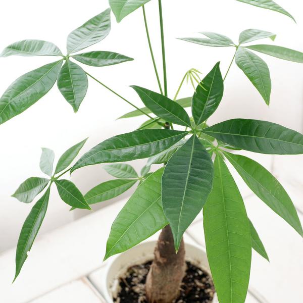 観葉植物　ガーデニング　パンヤ科　アオイ科　パキラ属　アクアティカ　グラブラ　カイエンナッツ　Pachira　aquatica　glabra　20130610　_gardening　4goukanyou_series　植物　植物生体　ガーデ...