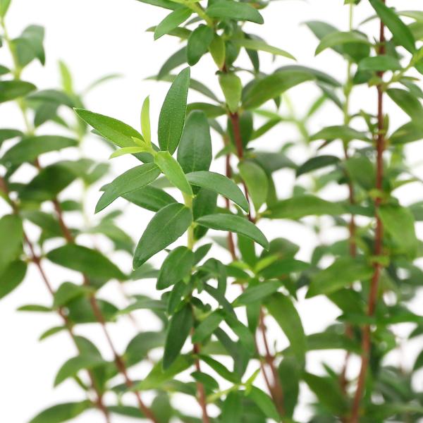 観葉植物　_gardening　ガーデニング　ハーブ　苗　herbpot_seriesフトモモ科ギンバイカ属　半耐寒性低木　Ｍｙｒｔｕｓ　ｃｏｍｍｕｎｉｓ　ｓｕｂｓｐ．　Ｔａｒｅｎｔｉｎａ　ギンバイカ　祝いの木　地中海地方　西アジア　バリエ...