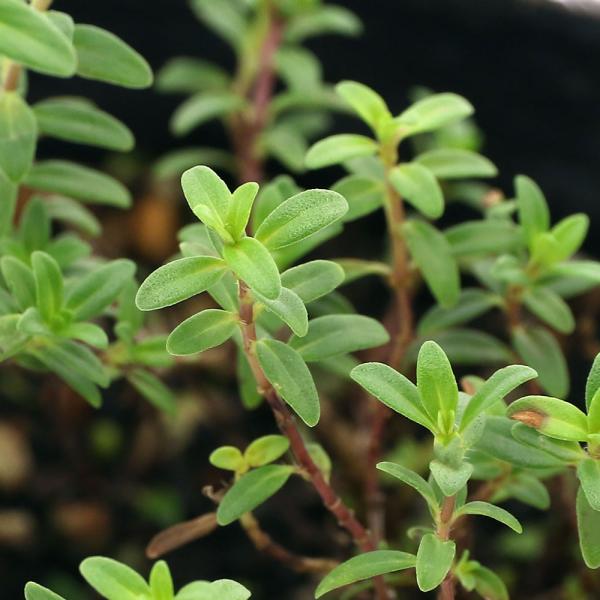 _gardening　ガーデニング　ハーブ　苗　herbpot_series　猫用品　犬用品　サプリメント　Thymusserpyllum　育て方　育成方法　栽培方法　090list　観葉植物　シソ科イブキジャコウソウ属　耐寒性多年草　Ｔｈ...