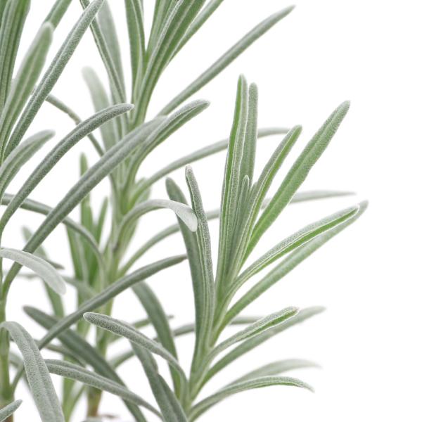_gardening　ガーデニング　ハーブ　苗　herbpot_series　ラバンジン　ラバンディン　育て方　育成方法　栽培方法　Lavandula　intermedia　観葉植物　opa2_delete　20201001　MI　herb...