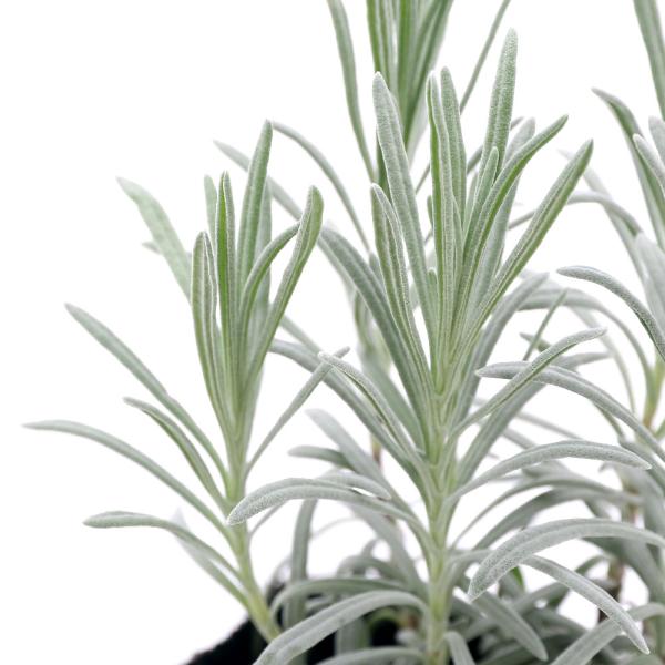 _gardening　ガーデニング　ハーブ　苗　herbpot_series　ラバンジン　ラバンディン　育て方　育成方法　栽培方法　Lavandula　intermedia　観葉植物　opa2_delete　20201001　ＭＩ　herb...