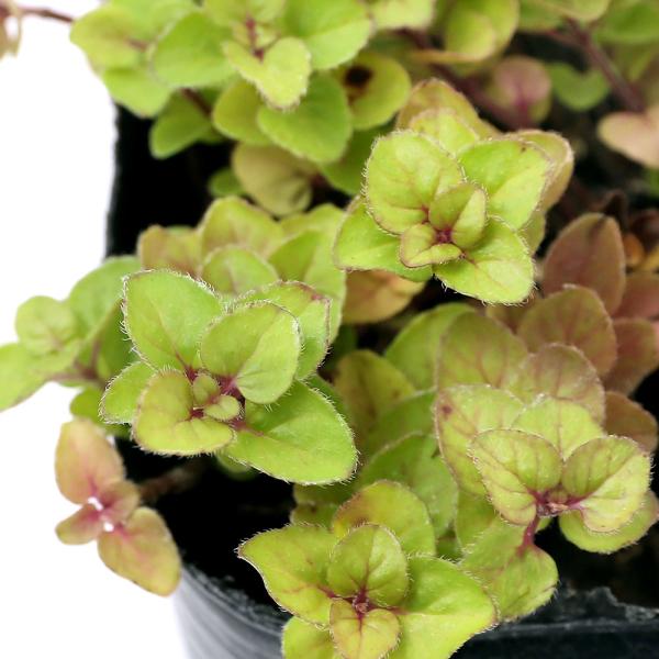 観葉植物　_gardening　ガーデニング　ハーブ　苗　ハーブ苗　herbpot_series　オレガノ　ハナハッカ　Origanum　'Kent　Beauty'　花オレガノ　シソ科オリガヌム属　耐寒性多年草　ユーラシア大陸　育て方　育成...