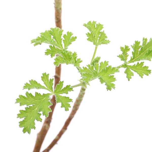 観葉植物　_gardening　ガーデニング　ハーブ　苗　herbpot_series　育て方　育成方法　栽培方法　090list　料理　香辛料　調理　風味付け　ゼラニウム　opa2_delete　フウロソウ科ペラルゴニウム属　半耐寒性常緑...