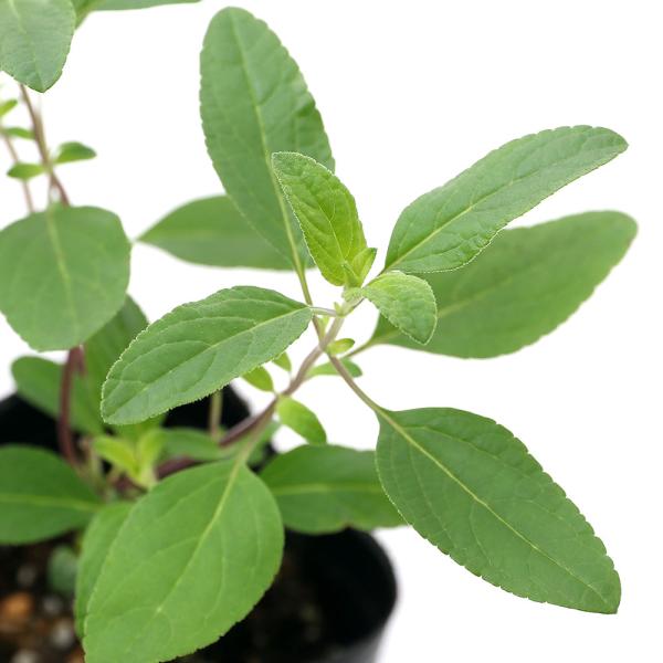 観葉植物　_gardening　ガーデニング　ハーブ　苗　チェリーセージ　サルビア　セージ　シソ科アキギリ属　opa2_delete　Salvia　microphylla　'Hot　Lips’　Cherry　sage　Hotlips　ミクロ...