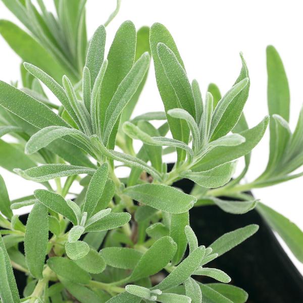 _gardening　ガーデニング　ハーブ　苗　herbpot_series　ラバンジン　ラバンディン　育て方　育成方法　栽培方法　Lavandula　intermedia　観葉植物　opa2_delete　20211229　MI　y21m...