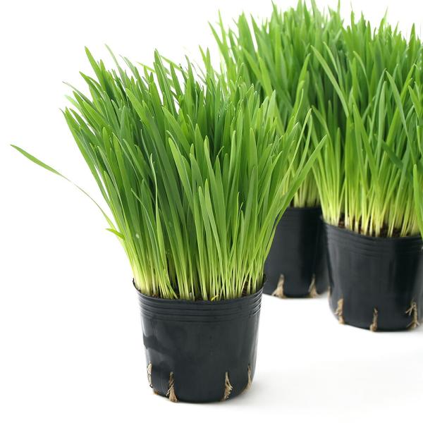 観葉植物　_dog　_neko　_gardening　movie_1146129　_animal　pet_glass　opa2_delete　PetGrassSeries　猫フード　ガーデニング　犬用品　サプリメント　猫草　ペットグラス　え...