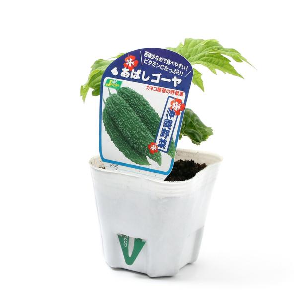 観葉植物　_gardening　green_curtain　opa2_delete　ガーデニング　野菜　苗　緑のカーテン　緑のカーテンシリーズ　Momordica　charantia　vegetable_series　ウリ科　ツルレイシ属　...