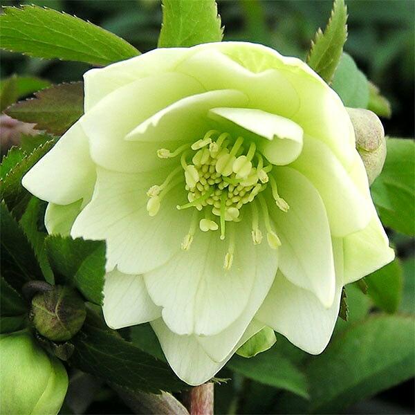 （観葉植物）　観葉植物　_gardening　xmasrose_series　xmasrose_item　090list　花　苗　鉢花　鉢植え　ポット　クリスマスローズシリーズ　ヘレボルス　ヘレボラス　植物　ガーデニング生体　冬の貴婦人　ハ...