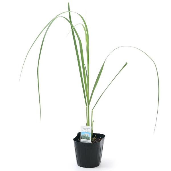 観葉植物　_gardening　opa2_delete　otsukimi_plants　ガーデニング　園芸　山野草　苗　ススキ　薄　イネ科ススキ属　Cortaderia　selloana　植物　植物生体　ガーデニング生体　シロガネヨシ　白銀...