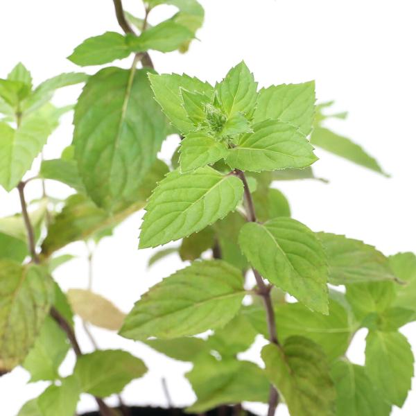 観葉植物　090list　_dog　_gardening　opa2_delete　ガーデニング　苗　鉢植え　ポット　ガーデニング生体　管理方法　植物　植物生体　ハーブガーデン　種類　寄せ植え　花壇　効能　使い方　用途　ワシュハッカ　和種薄荷...