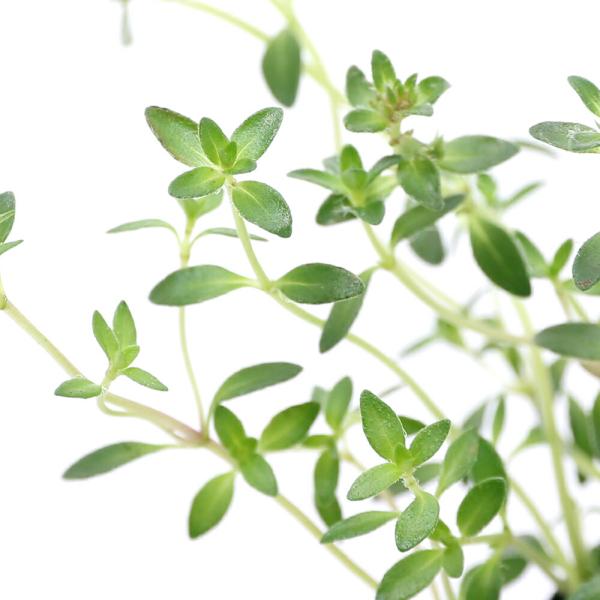 観葉植物　_gardening　opa2_delete　ガーデニング　ハーブ　苗　タイム　ハーブガーデン　グランドカバー　寄せ植え　キッチンハーブ　料理ハーブ　ティーハーブ　ハーブティー　イングリッシュガーデン　鉢植え　庭植え　花壇　アロマ...