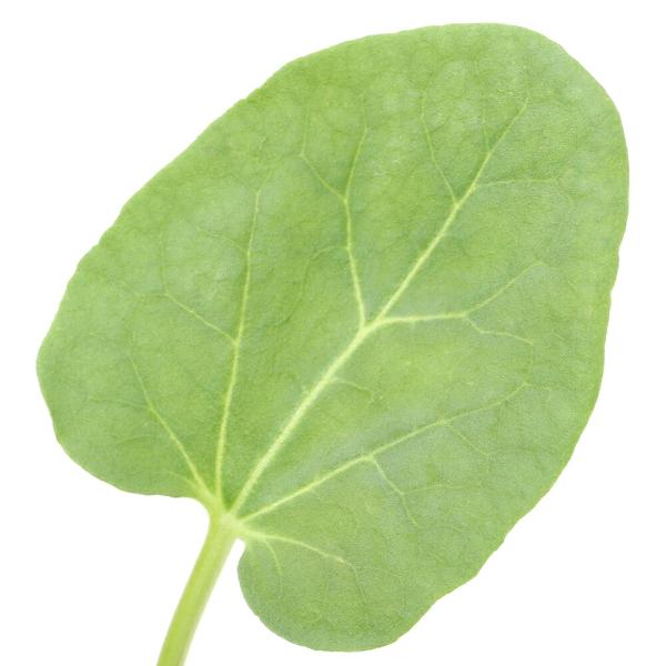 観葉植物　_gardening　opa2_delet　ガーデニング　野菜　苗　家庭菜園　園芸　野菜の苗　野菜苗　ポット苗　ショクヨウダイオウ　ジャム　Rheum　rhabarbarum　食用大黄　マルバダイオウ　丸葉大黄　タデ科ダイオウ属　...