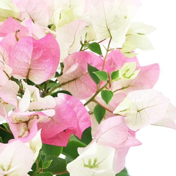 観葉植物　_gardening　flower_pots　ガーデニング　園芸　鉢花　花　花苗　ブーゲンビレア　ブーゲ　ビリア　Bougainvillea　'Bridal'　イカダカズラ　オシロイバナ科ブーゲンビリア属　常緑低木　育て方　育成方...