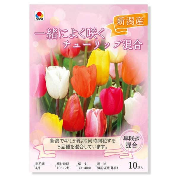 （観葉植物）　観葉植物　bulbitem_series　_gardening　ガーデニング　チューリップ　球根　切り花　切り花向き　切花　切花向き　花壇　鉢植え　庭植え　地植え　寄せ植え　コンテナ　コンテナガーデン　プランター　育て方　育成...