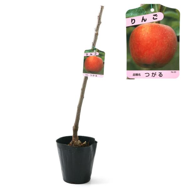 観葉植物　ガーデニング　_gardening　苗　鉢植え　ポット　ガーデニング生体　育て方　育成方法　管理方法　栽培方法　植物　植物生体　090list　果樹　果樹苗　苗木　剪定　品種　おすすめ　人気　シンボルツリー　20211225　MI...