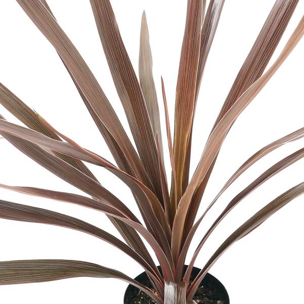 観葉植物　090list　cordyline_series　opa2_delete　ガーデニング　ビバリウム　アクアテラリウム　パルダリウム　リュウゼツラン科　キジカクシ科　ナギイカダ科　コルジリネ　コルディリーネ　千年木　センネンボク　グ...
