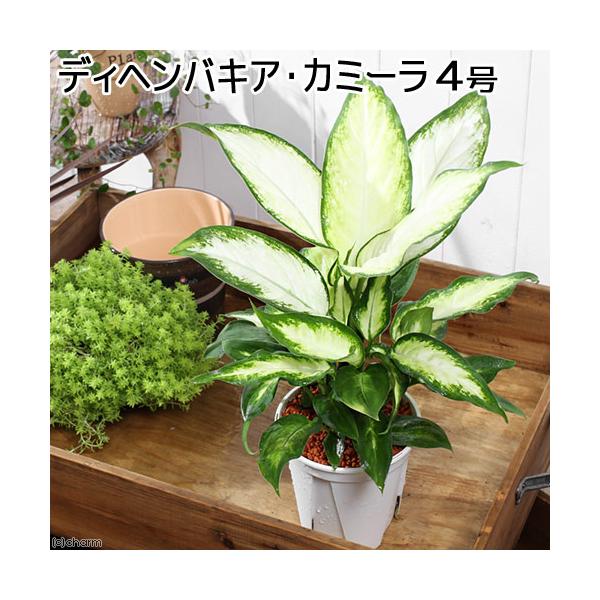 観葉植物　ガーデニング　ビバリウム　アクアテラリウム　パルダリウム　水草　クリプトとその近縁　Dieffenbachia　'Camille'　サトイモ科　Araceae　ディフェンバキア属　Dieffenbachia_series　ディフェ...